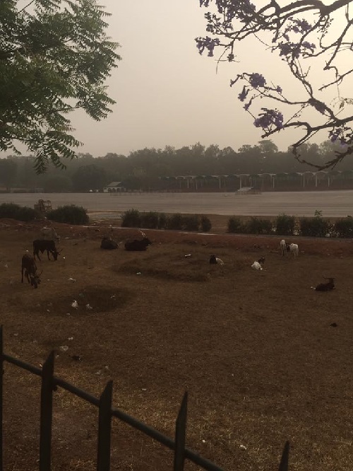 Lawyer Pours Out His Disappointment After Spotting Cows at Michael ...