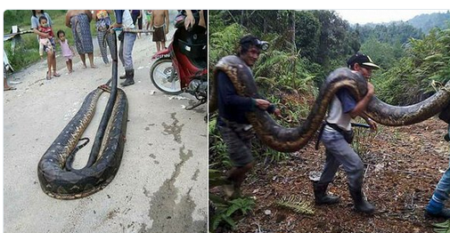 Hungry Villagers Kills Male and Female Pythons Who Were Mating in A ...
