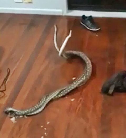What A Shocking Moment! Two Pythons Dropped Through Ceiling While ...
