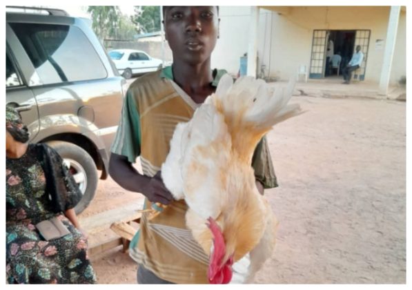 Bestiality: 17 Year Old Boy Arrested For Allegedly Having Intercourse ...