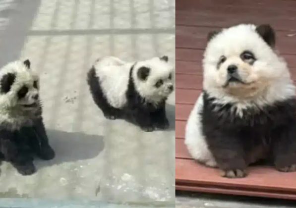 Chinese zoo faces backlash for dyeing dogs as ‘pandas’ - Gistlover