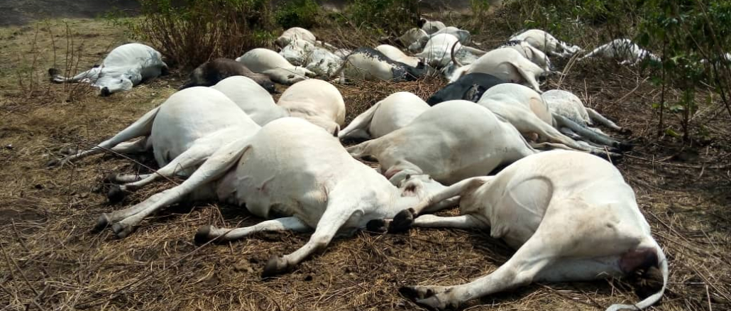 Tension Rises as 36 Cows Killed, 42 Poisoned Following Gov Mutfwang’s ...
