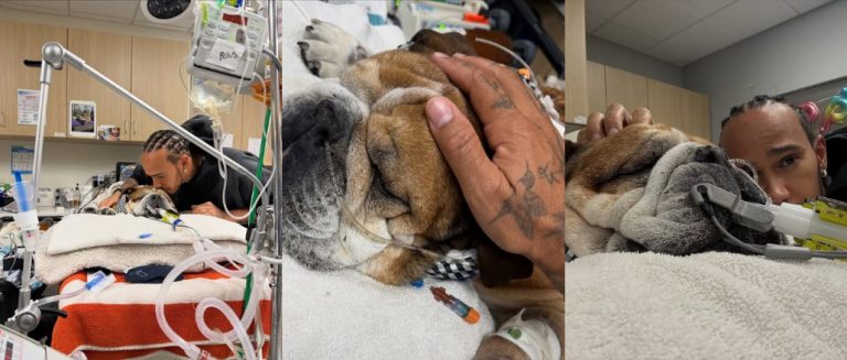 Lewis Hamilton Calls for Prayers as Beloved Dog Roscoe Battles for Life ...