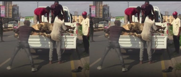 Oyo Government Arrests Six Cows for Violating Open Grazing Law - Gistlover